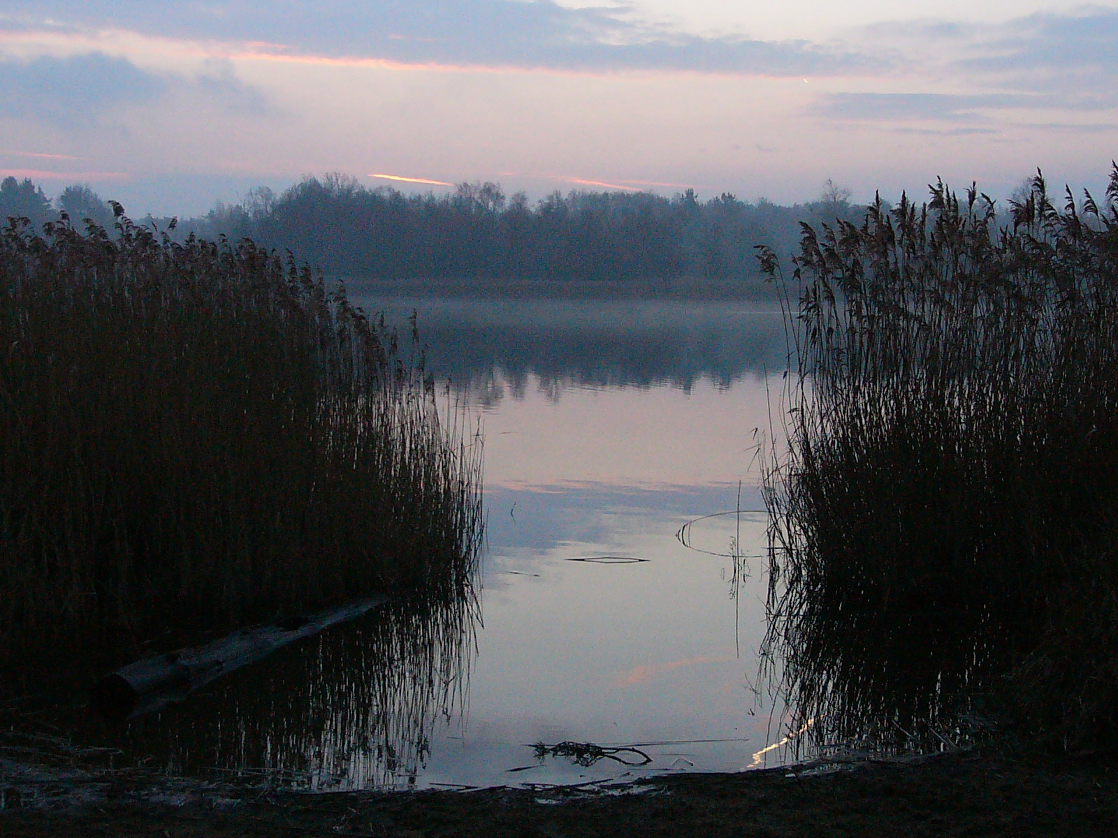 Trees and Seas - Planet Pod