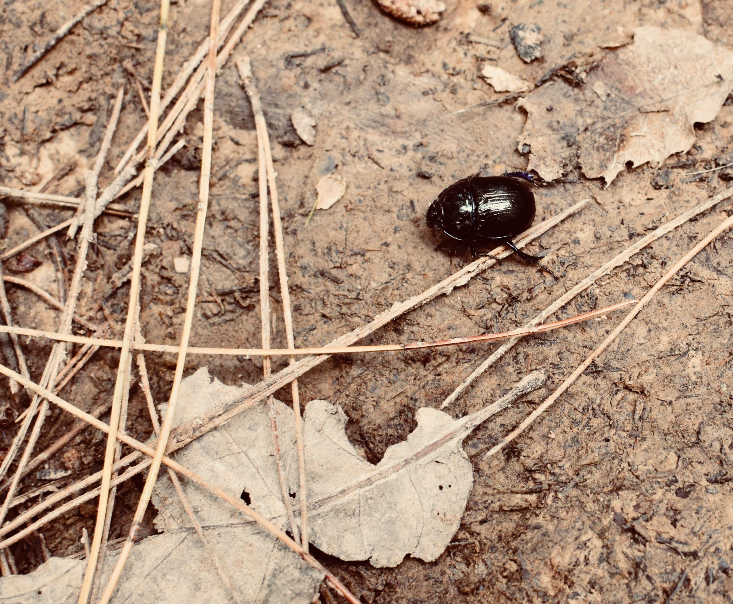 Planet Pod talks Rewilding with Dr Tony Whitbread and Simon Boyle ...